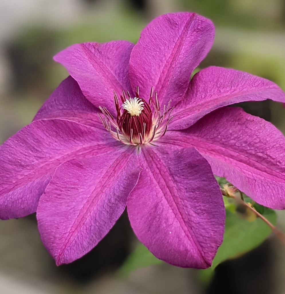 Clematis Hainton Ruby | Brushwood Nursery, Clematis Specialists