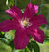 Clematis Remembrance – Brushwood Nursery, Clematis Specialists