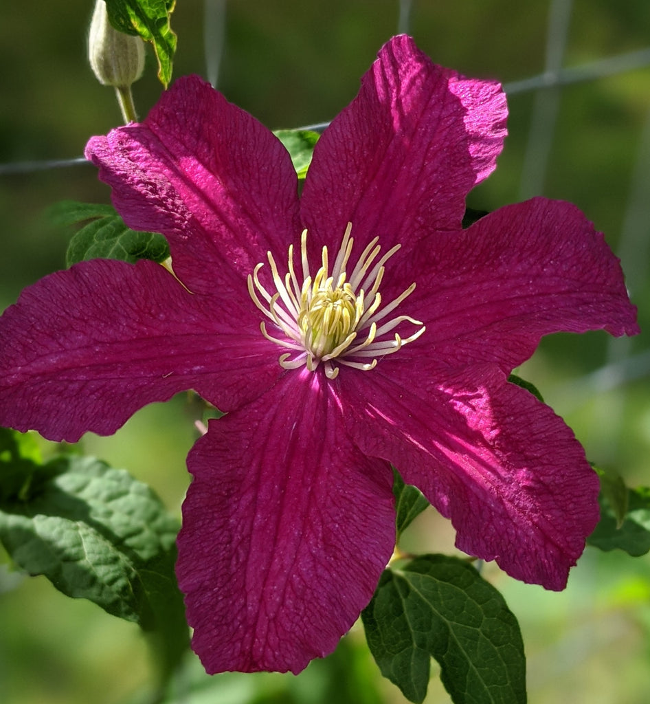 Clematis Remembrance | Brushwood Nursery, Clematis Specialists