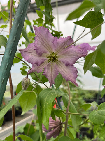 Large Flowered Clematis | Brushwood Nursery, Clematis Specialists