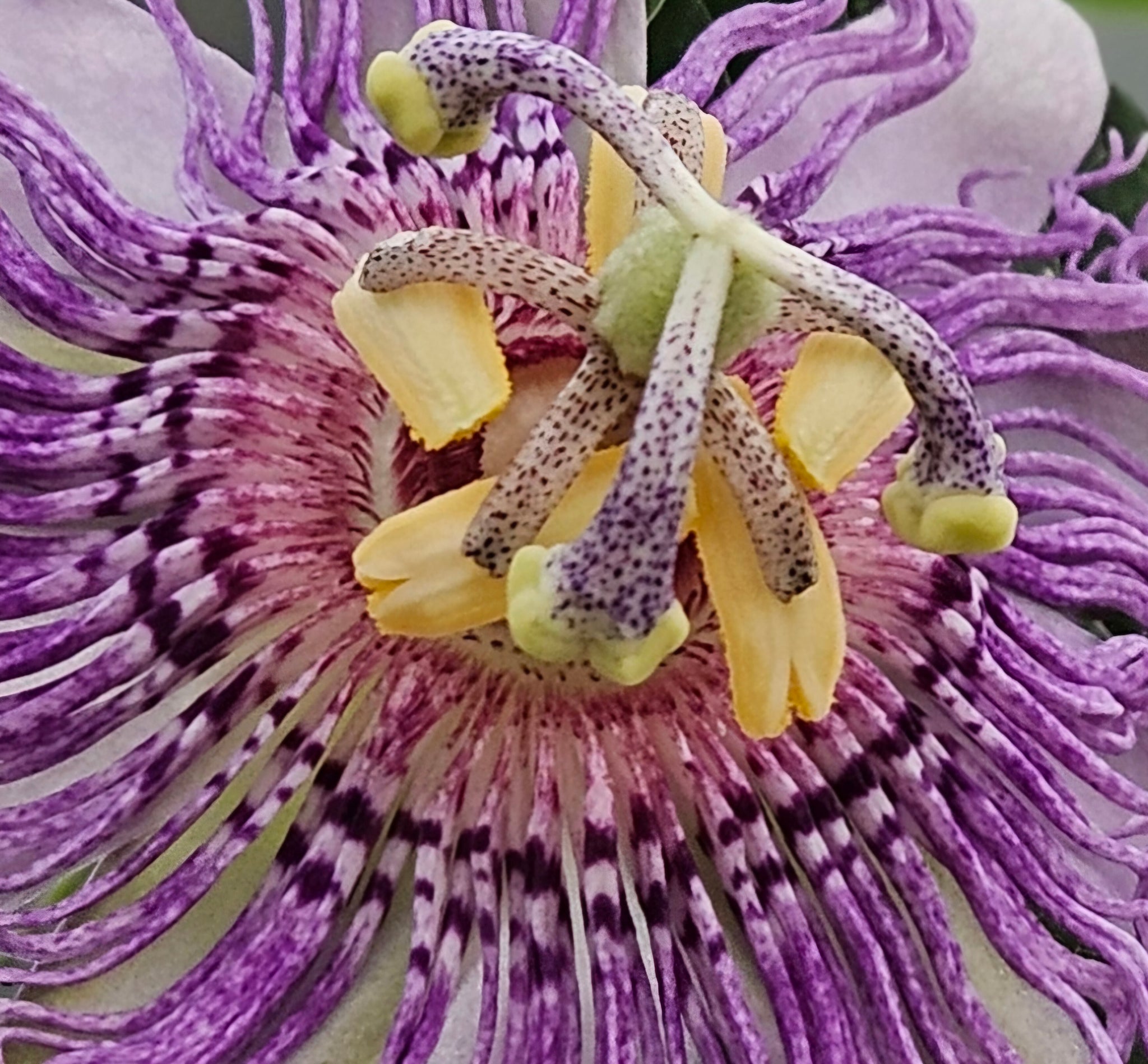 Passiflora incarnata – Brushwood Nursery, Clematis Specialists