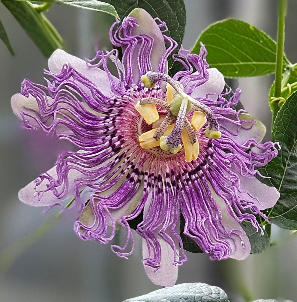 Passiflora incarnata – Brushwood Nursery, Clematis Specialists