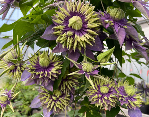 Clematis Taiga | Brushwood Nursery, Clematis Specialists