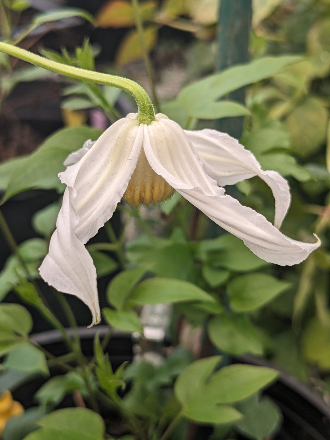 In Stock Now – Brushwood Nursery, Clematis Specialists