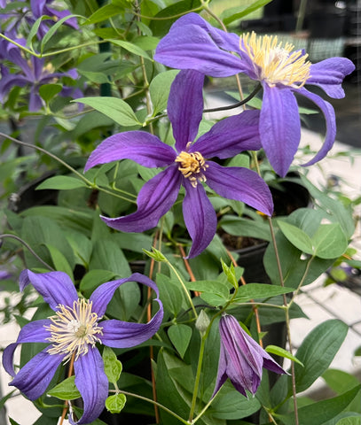 Small Flowered Clematis | Brushwood Nursery, Clematis Specialists