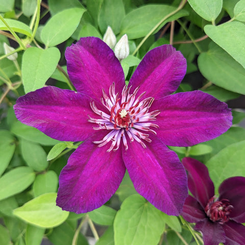 Large Flowered Clematis | Brushwood Nursery, Clematis Specialists