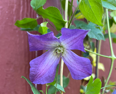 Small Flowered Clematis | Brushwood Nursery, Clematis Specialists