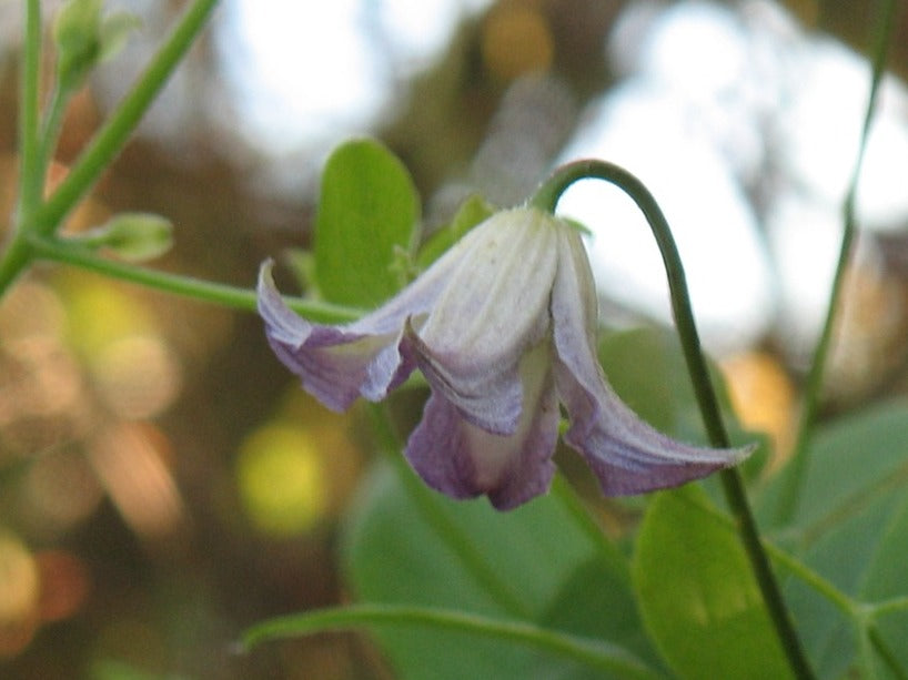 Clematis Buckland Pixie | Brushwood Nursery, Clematis Specialists
