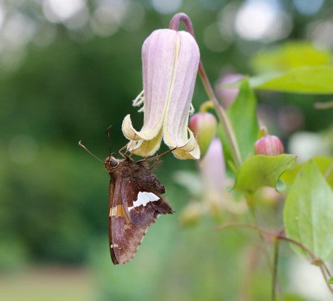 Clematis reticulata | Brushwood Nursery, Clematis Specialists