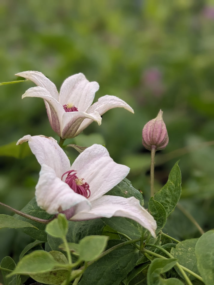 Clematis Princess Kate – Brushwood Nursery, Clematis Specialists