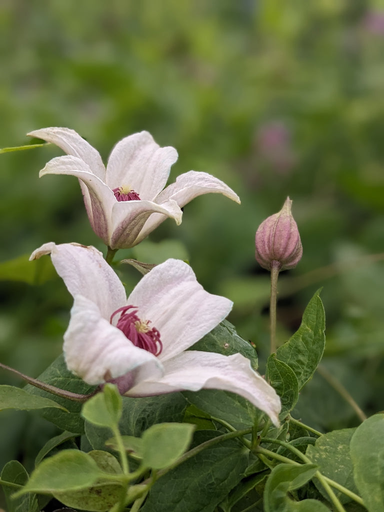 Clematis Princess Kate | Brushwood Nursery, Clematis Specialists