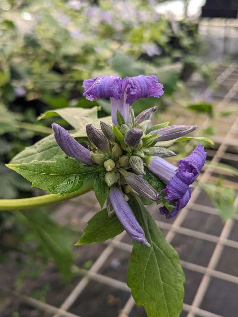 Clematis heracleifolia 'Cassandra' | Brushwood Nursery, Clematis ...