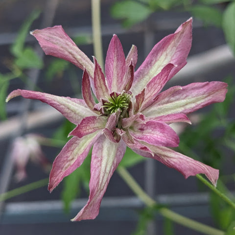Small Flowered Clematis | Brushwood Nursery, Clematis Specialists