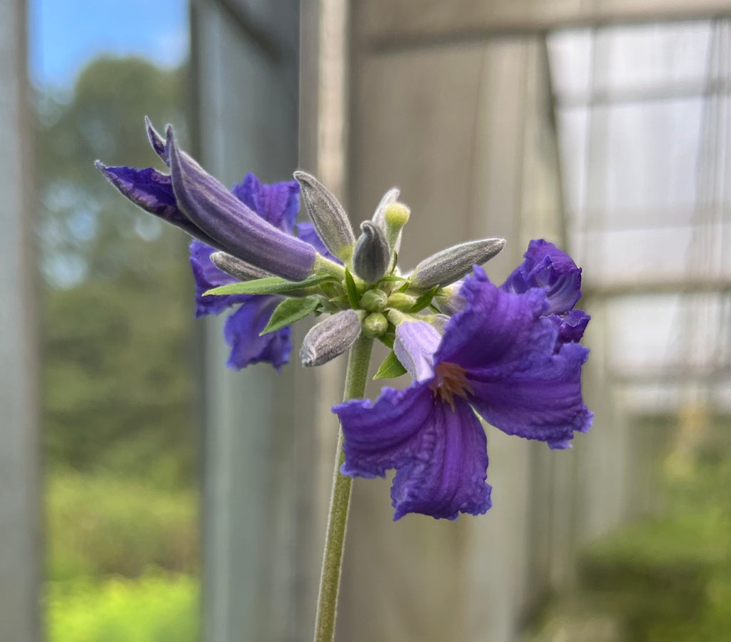Clematis heracleifolia 'Cassandra' | Brushwood Nursery, Clematis ...