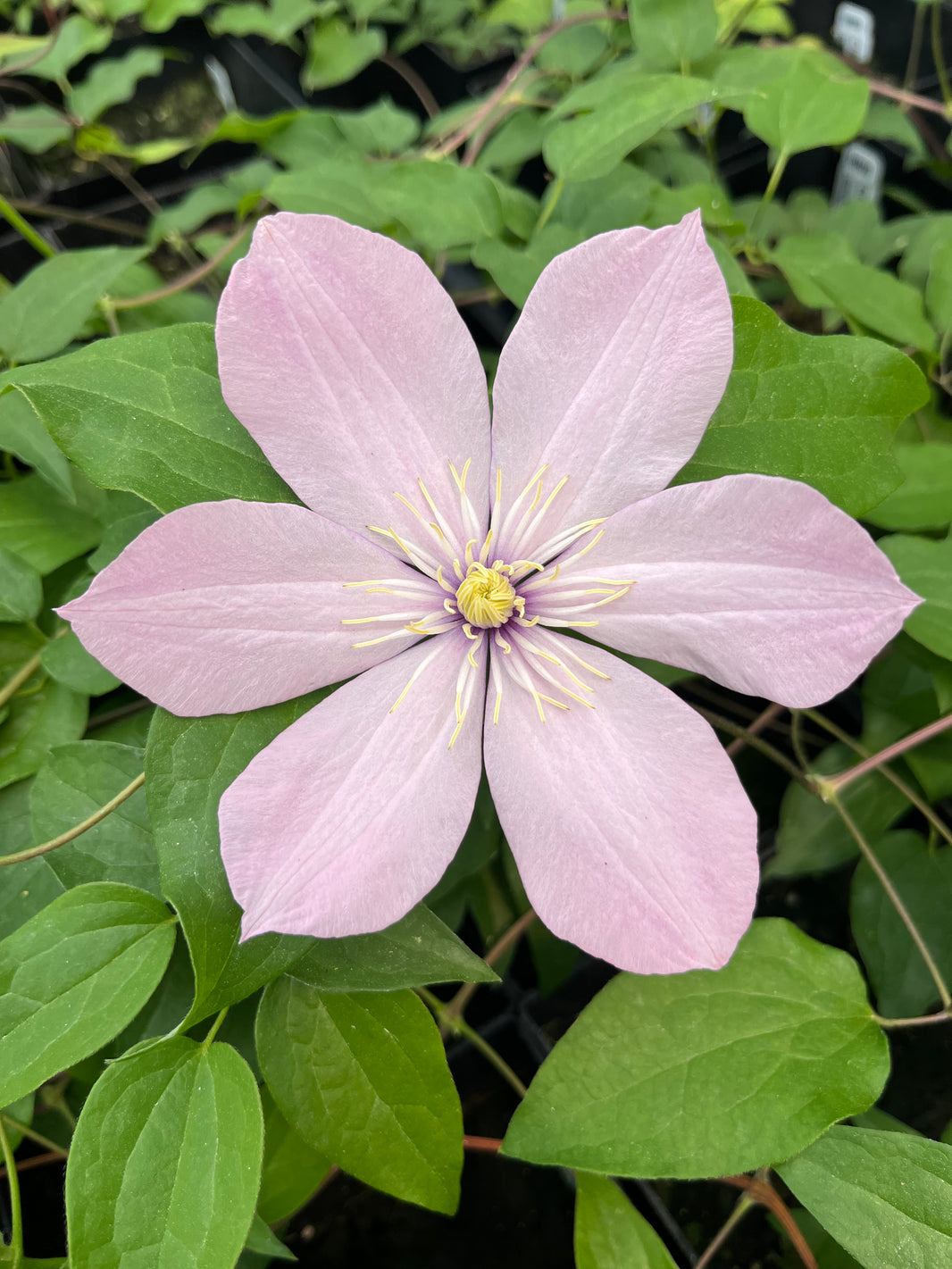 Large Flowered Clematis – Brushwood Nursery, Clematis Specialists