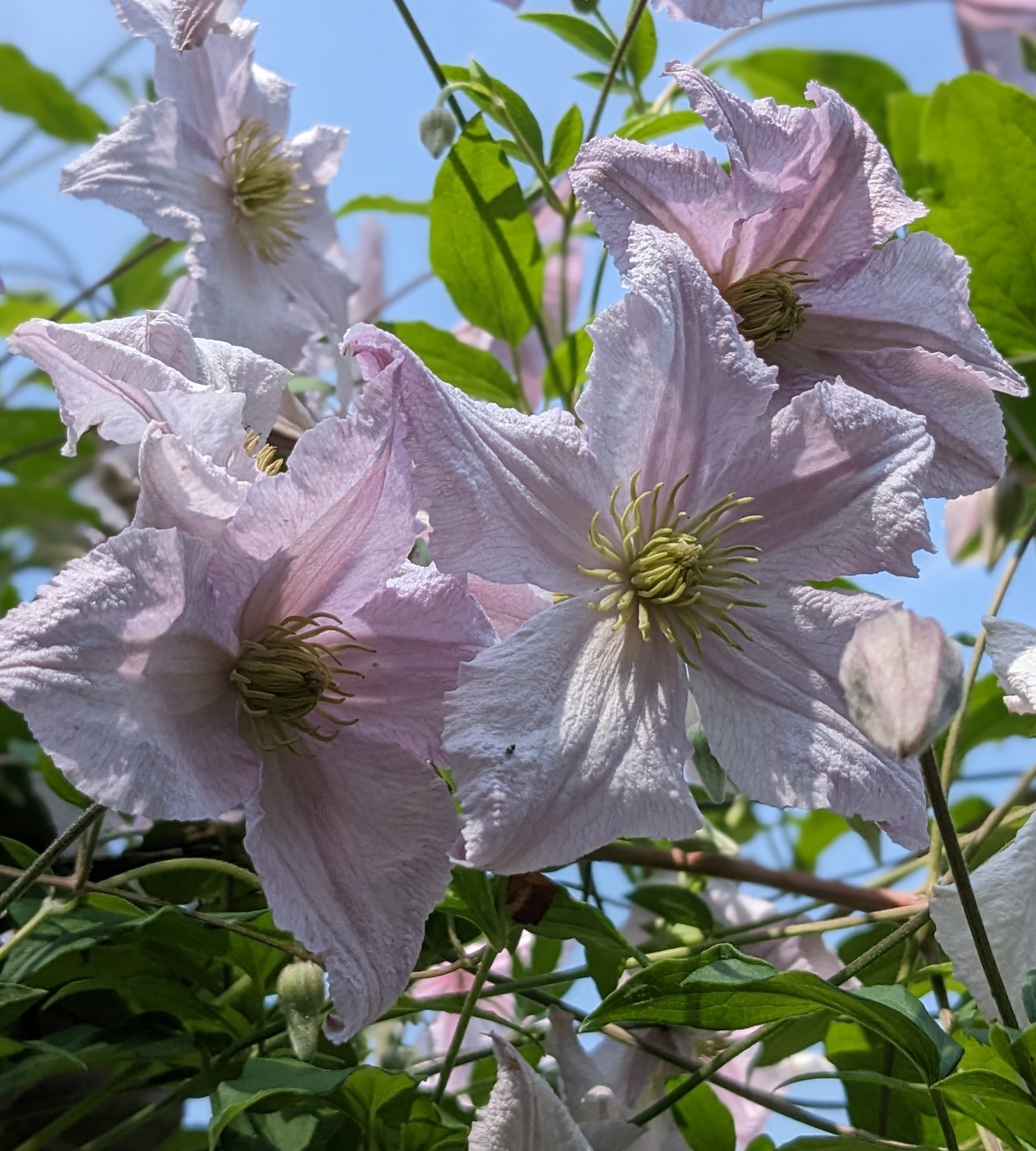 Clematis Entel – Brushwood Nursery, Clematis Specialists
