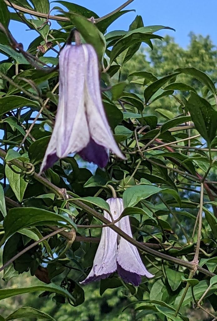 Clematis texensis Radiance | Brushwood Nursery, Clematis Specialists