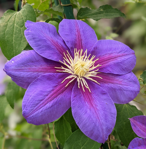 Large Flowered Clematis | Brushwood Nursery, Clematis Specialists