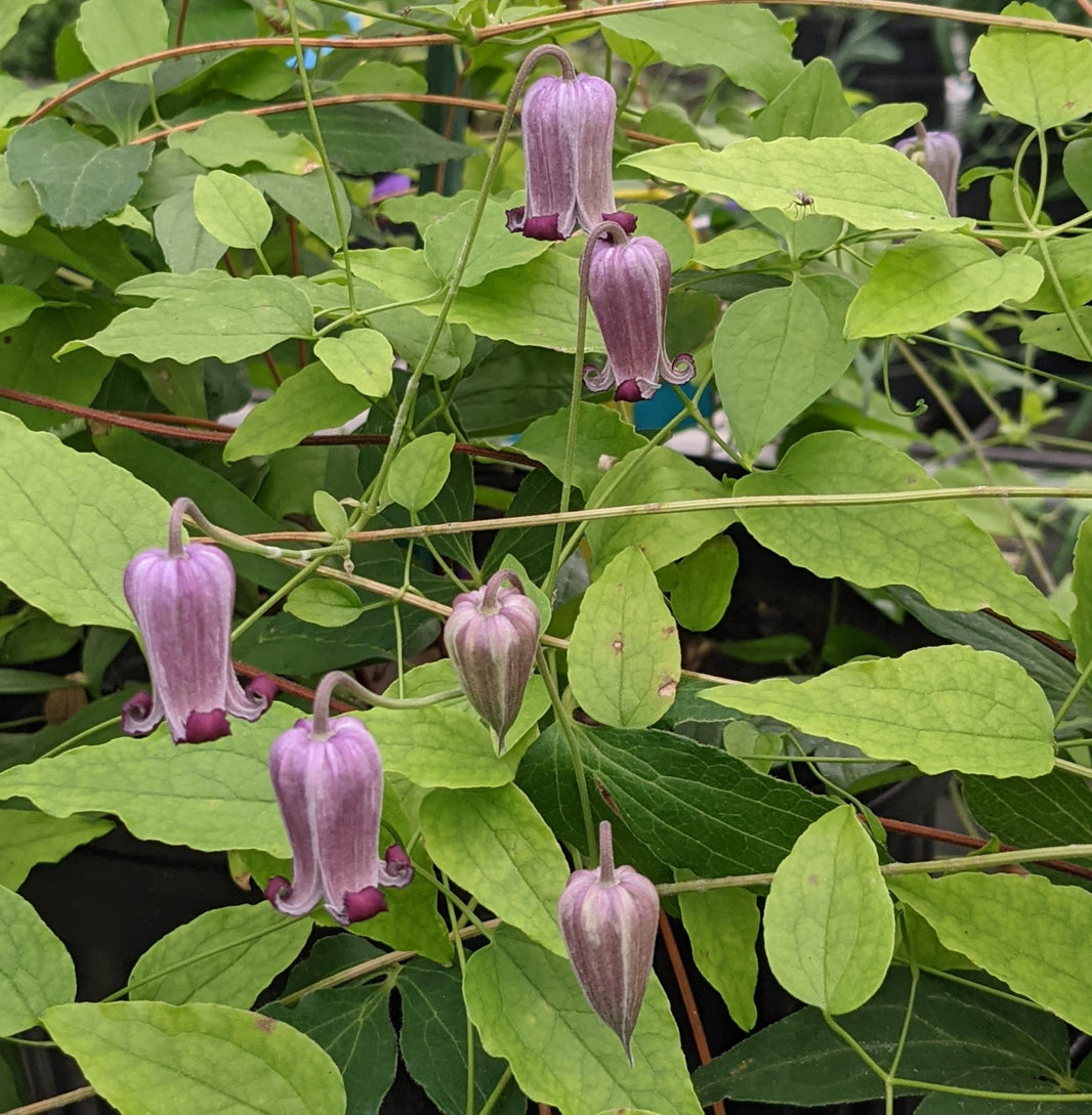 Natives – Brushwood Nursery, Clematis Specialists