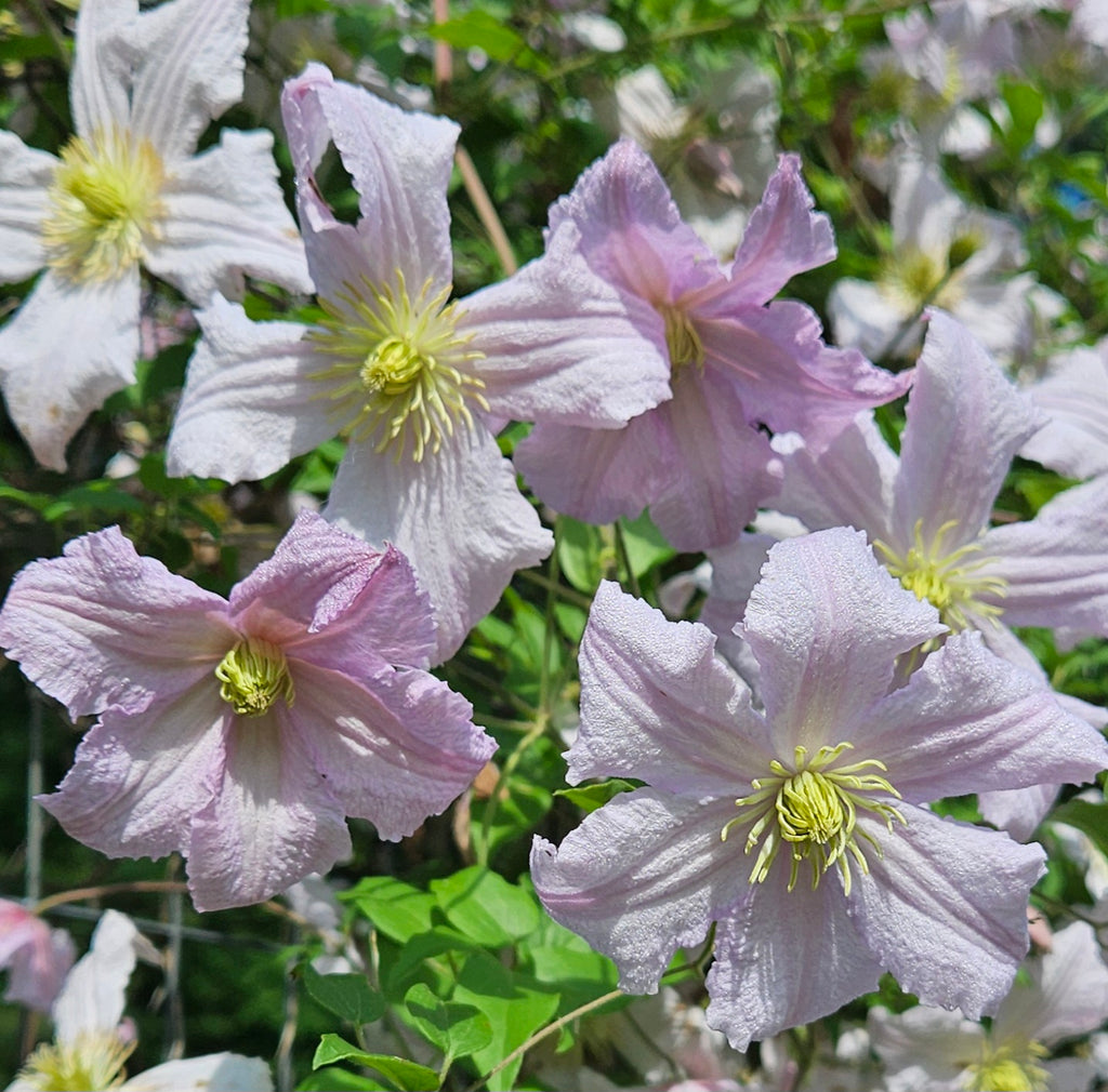 Clematis Entel | Brushwood Nursery, Clematis Specialists