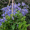 Clematis integrifolia Blue Ribbons – Brushwood Nursery, Clematis ...