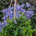 Clematis integrifolia Blue Ribbons – Brushwood Nursery, Clematis ...
