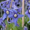 Clematis integrifolia Blue Ribbons – Brushwood Nursery, Clematis ...