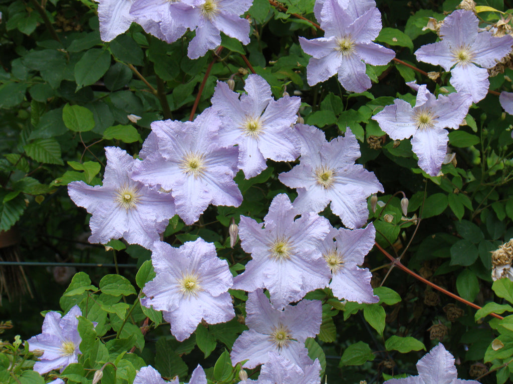 Clematis Blue Angel | Brushwood Nursery, Clematis Specialists