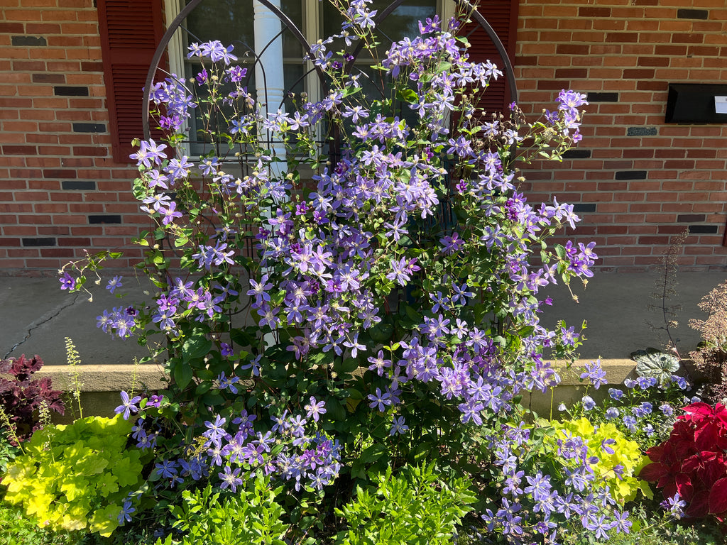 Clematis Arabella | Brushwood Nursery, Clematis Specialists