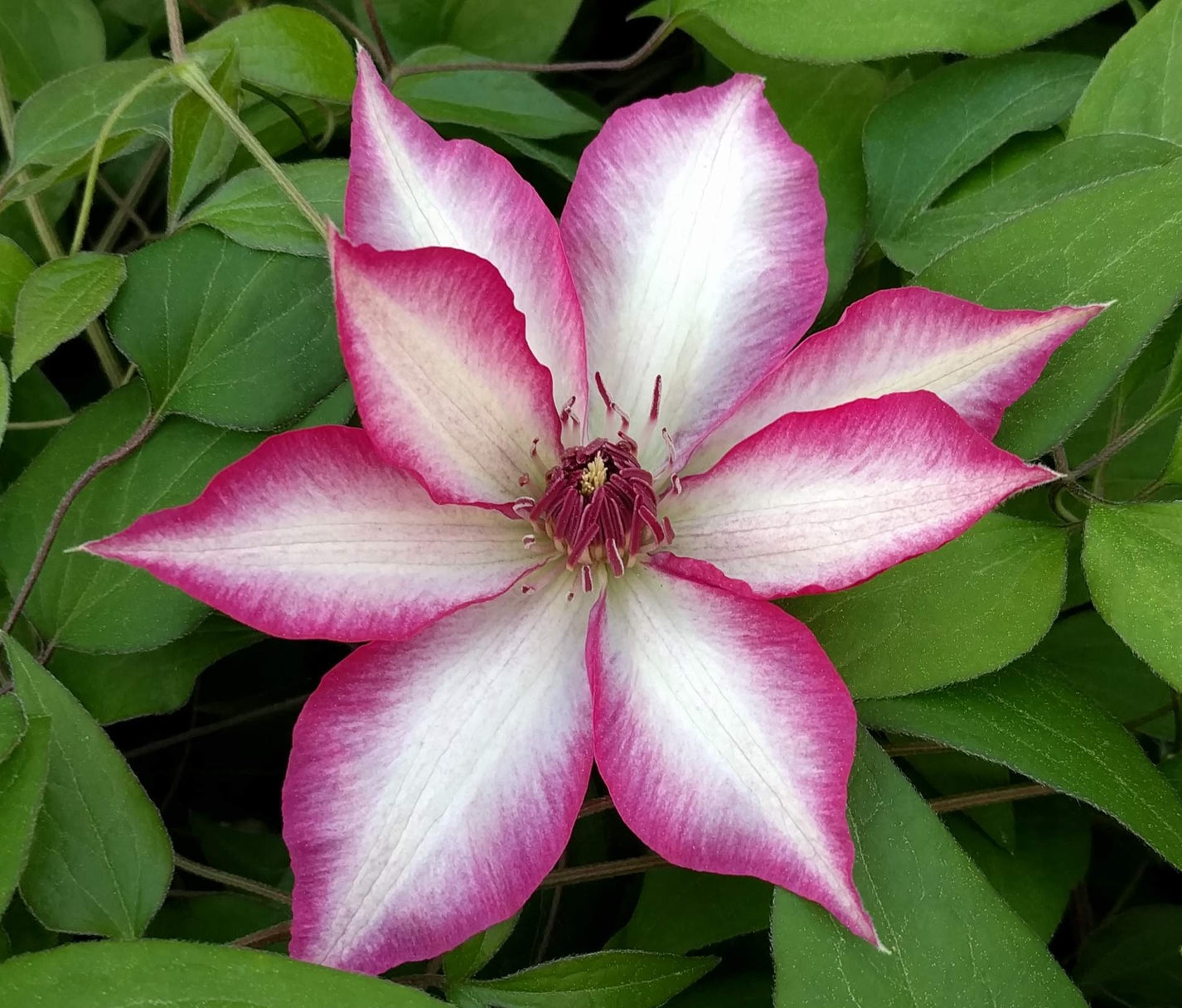 Clematis Picotee – Brushwood Nursery, Clematis Specialists