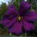 Clematis Jorma – Brushwood Nursery, Clematis Specialists