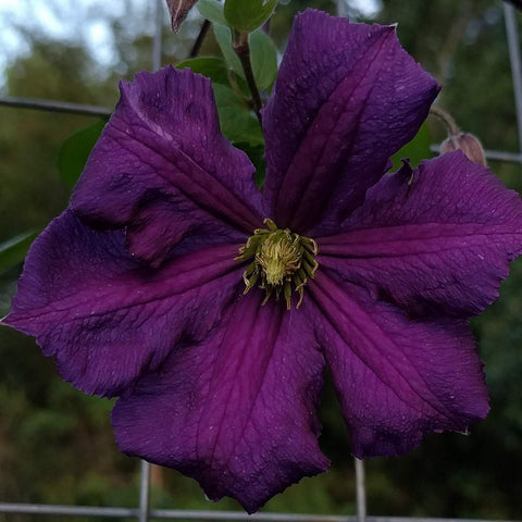 Clematis Jorma | Brushwood Nursery, Clematis Specialists