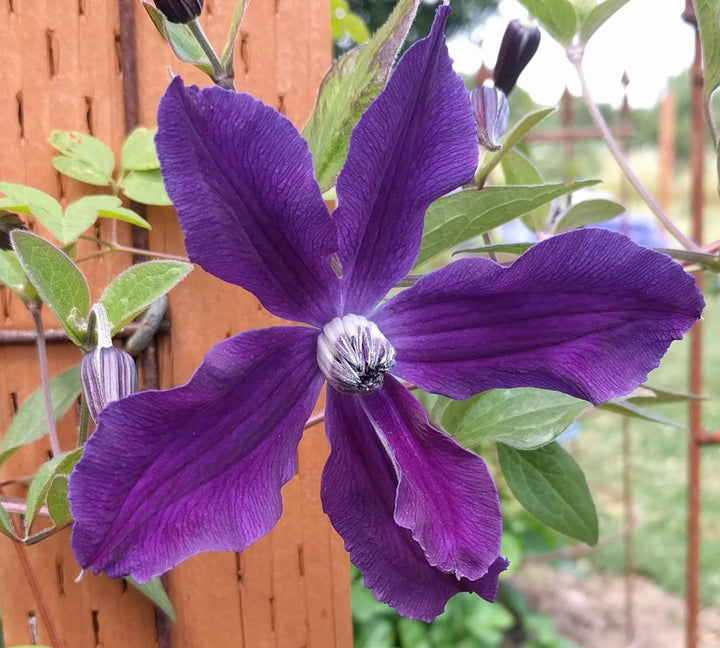 In Stock Now – Brushwood Nursery, Clematis Specialists