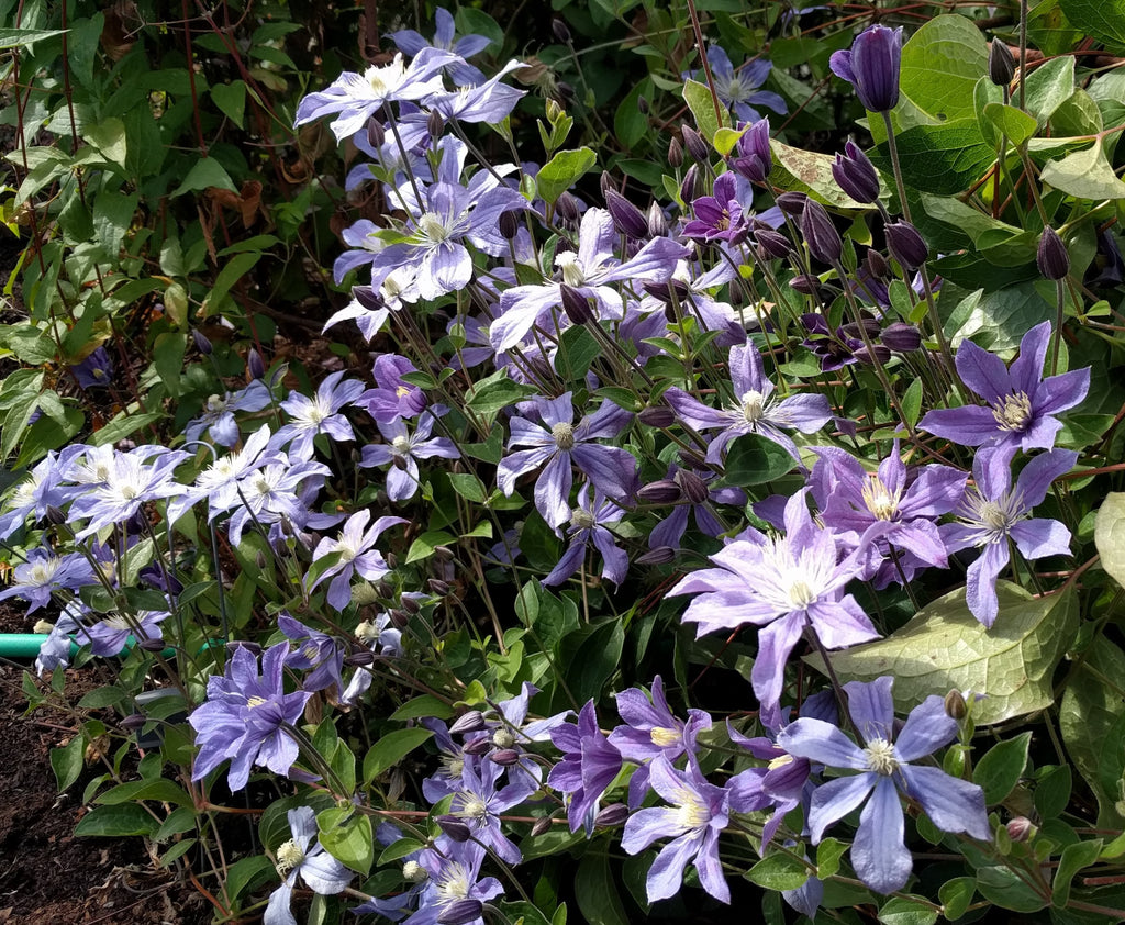 Clematis Arabella | Brushwood Nursery, Clematis Specialists