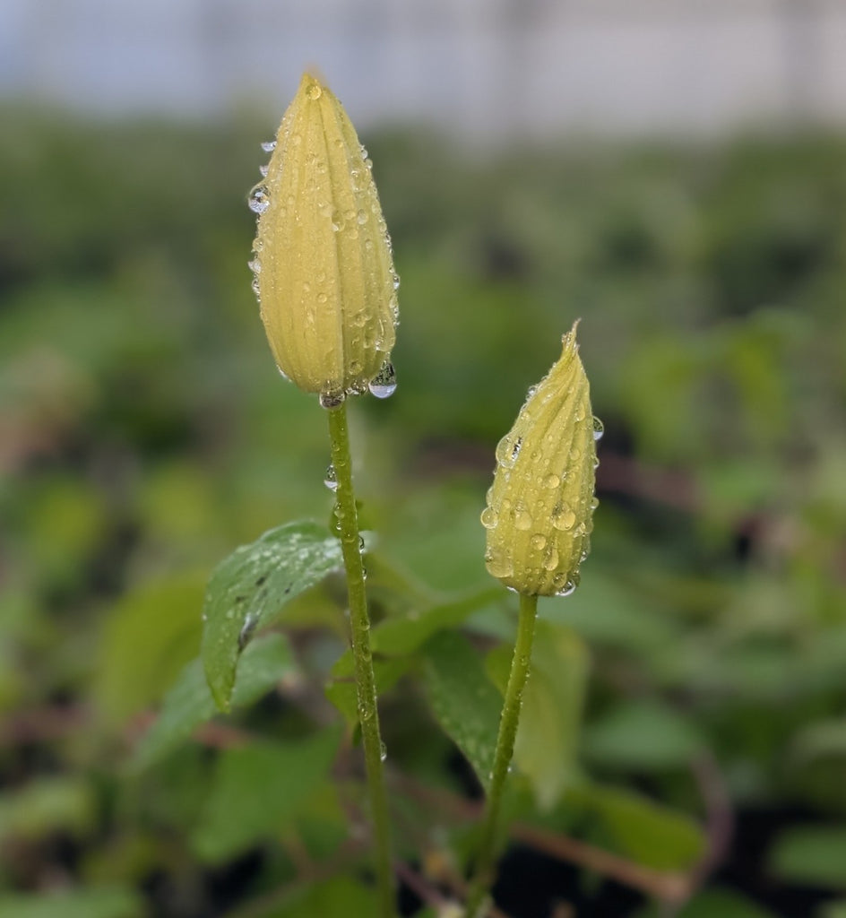 Clematis Moonlight | Brushwood Nursery, Clematis Specialists