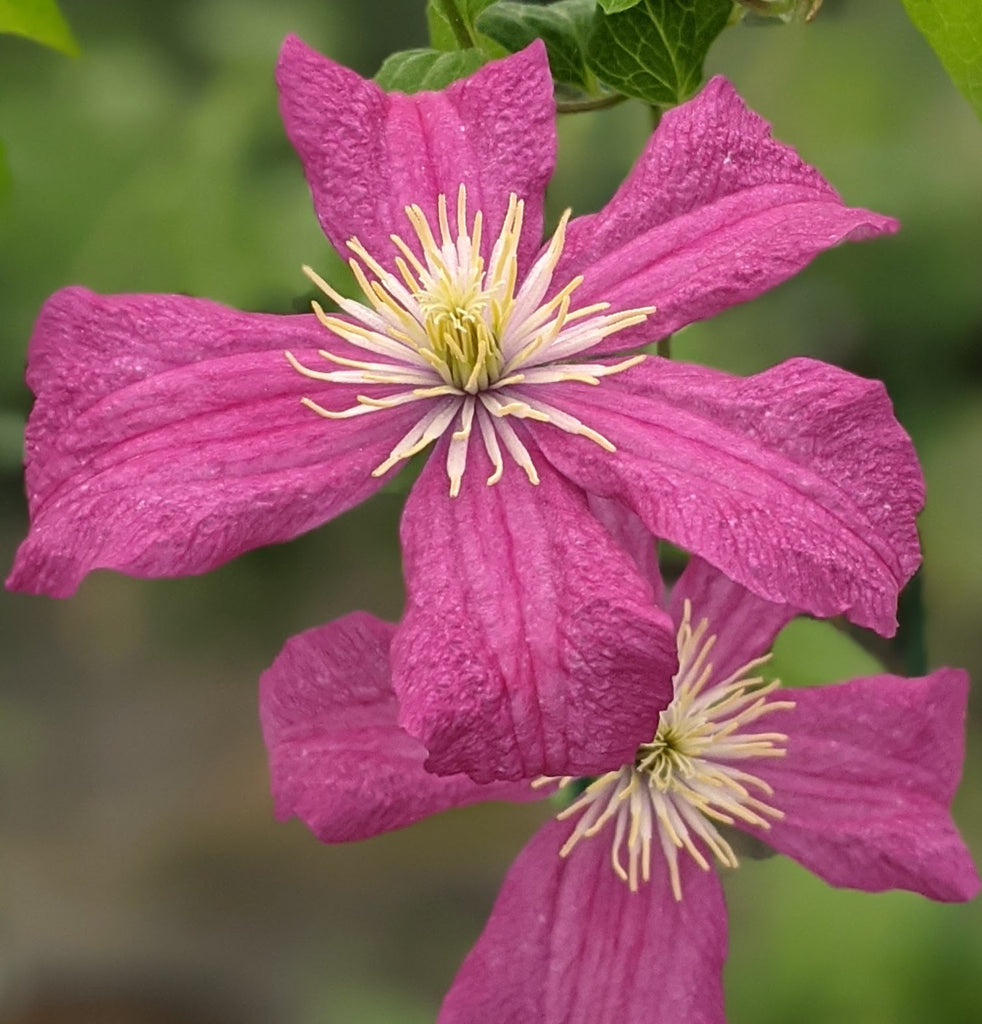 Clematis Remembrance | Brushwood Nursery, Clematis Specialists