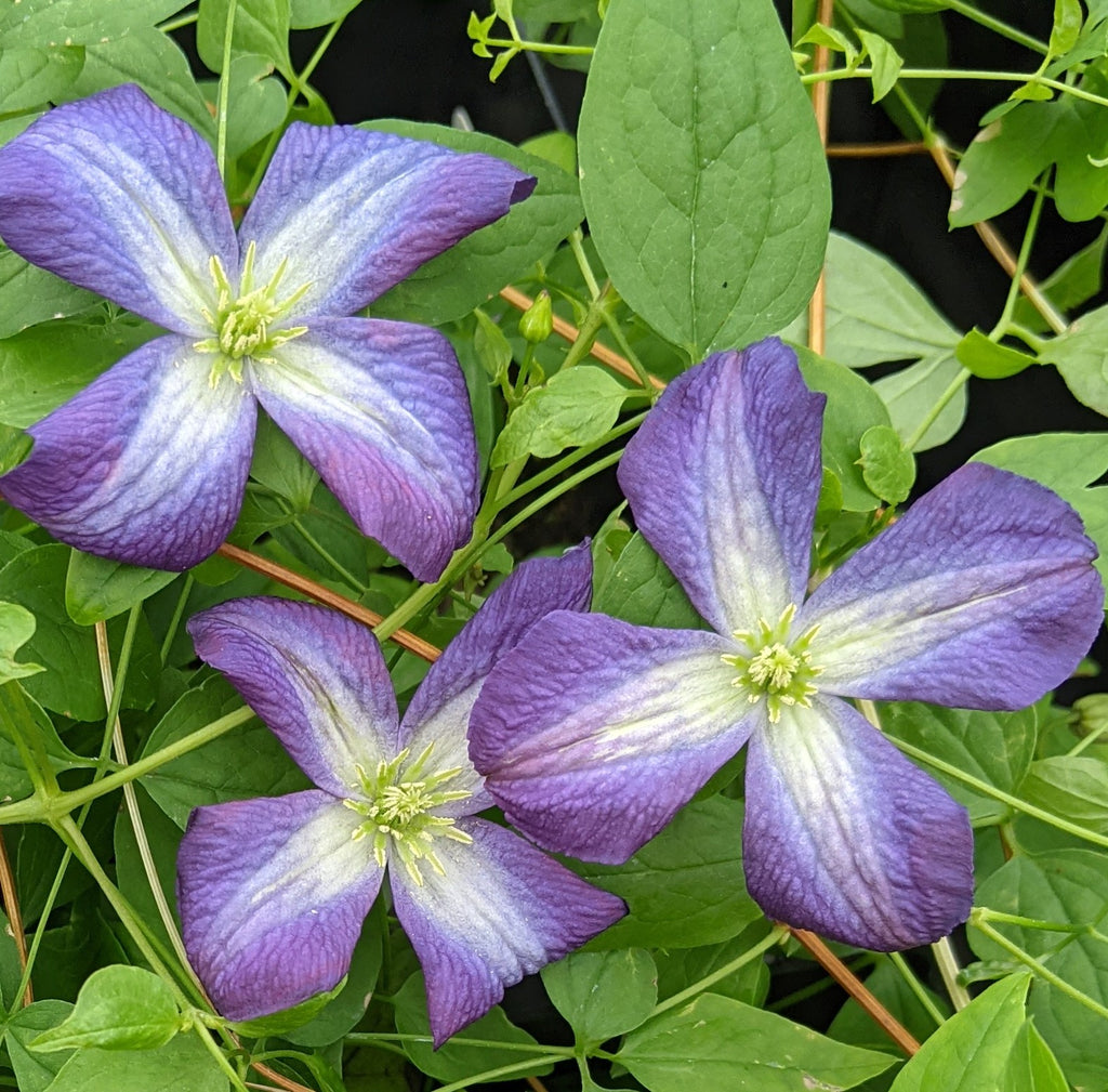 Clematis Tim's Passion | Brushwood Nursery, Clematis Specialists