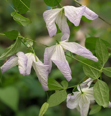 Clematis L-O – Brushwood Nursery, Clematis Specialists