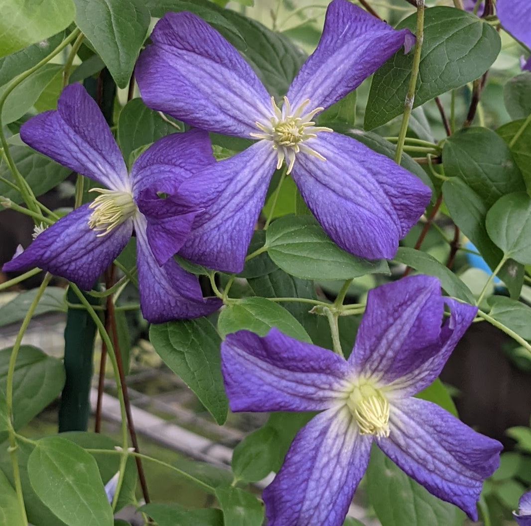 Large Flowered Clematis – Page 6 – Brushwood Nursery, Clematis Specialists