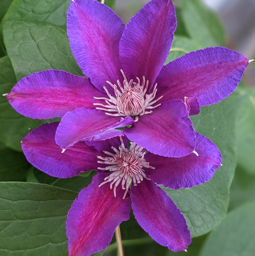 Large Flowered Clematis – Page 8 – Brushwood Nursery, Clematis Specialists