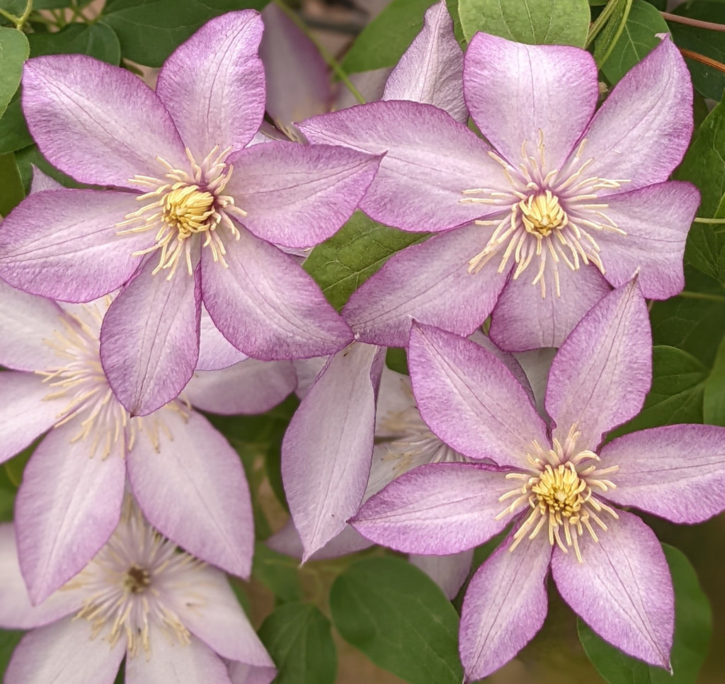 Clematis Morning Star | Brushwood Nursery, Clematis Specialists