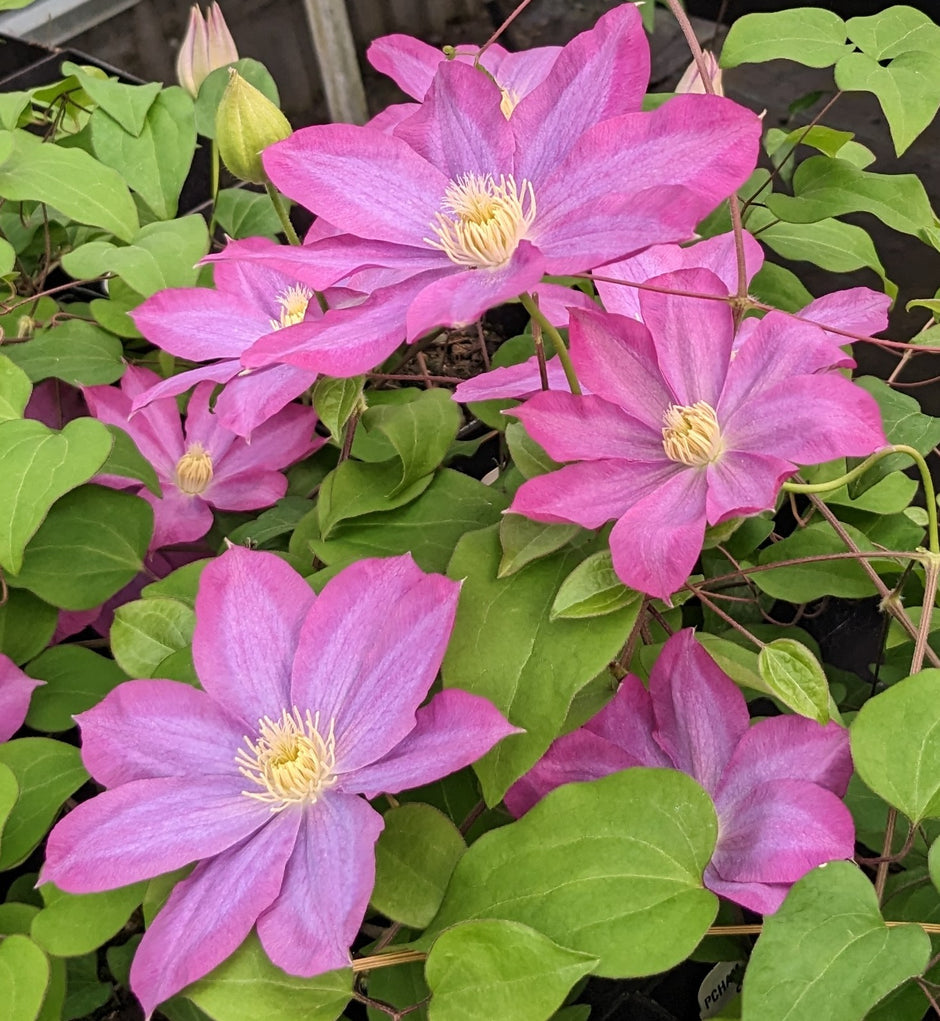 Large Flowered Clematis – Page 7 – Brushwood Nursery, Clematis Specialists