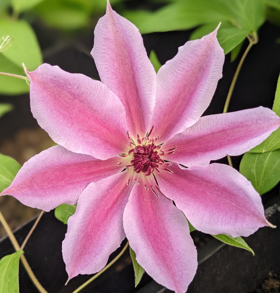 Large Flowered Clematis – Brushwood Nursery, Clematis Specialists