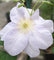 Clematis Louise Rowe – Brushwood Nursery, Clematis Specialists