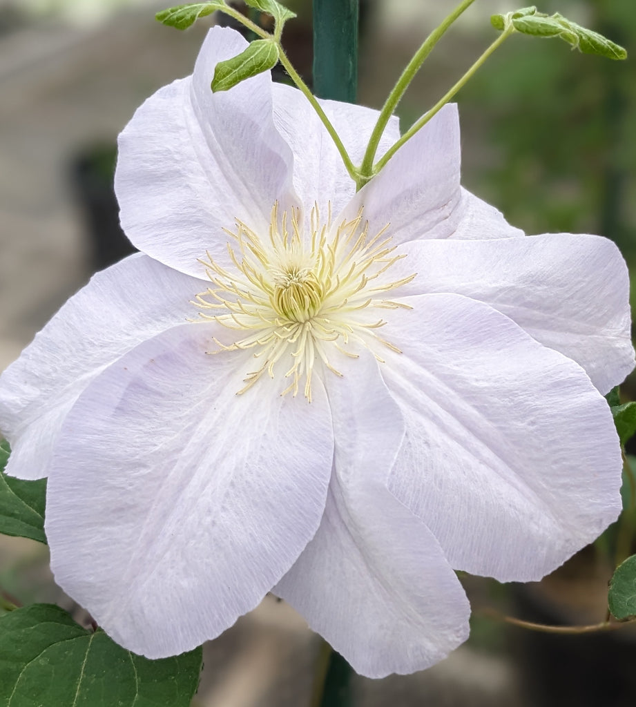 Clematis Louise Rowe | Brushwood Nursery, Clematis Specialists
