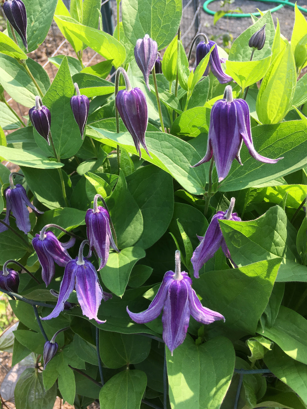 Clematis Pruning Types – tagged "Pruning 3" – Page 3 – Brushwood ...
