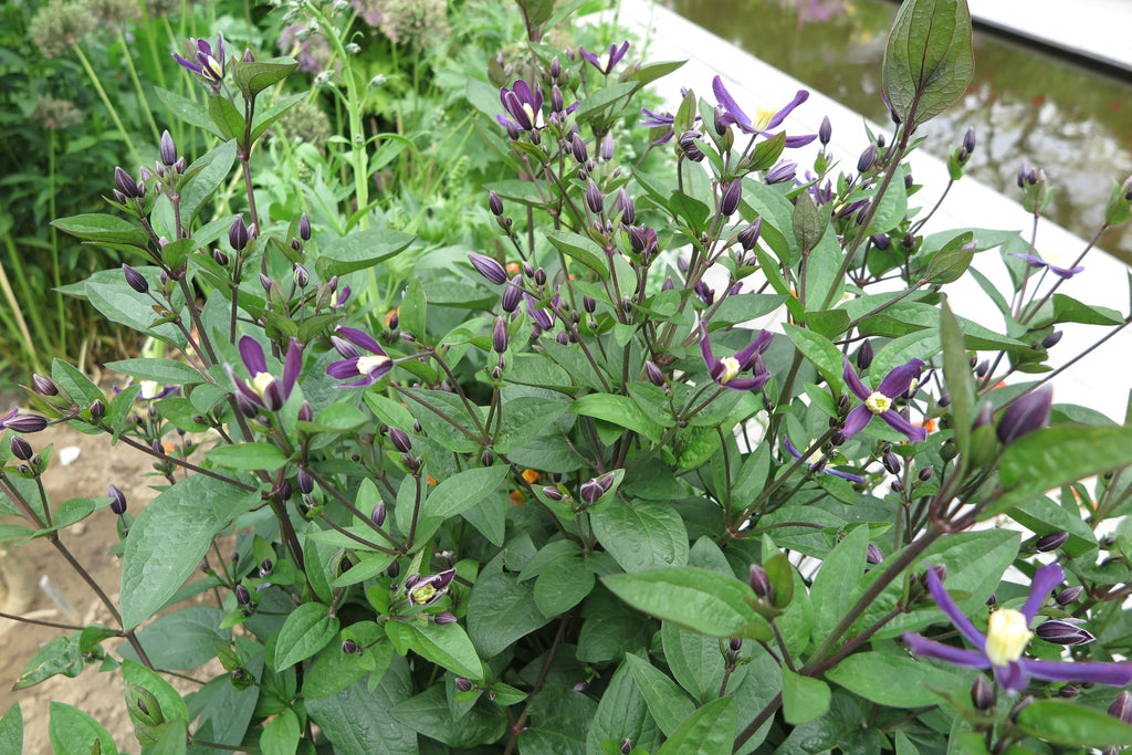 Clematis Aromatica | Brushwood Nursery, Clematis Specialists