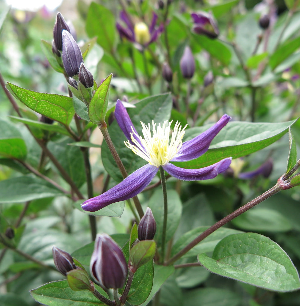 Clematis Aromatica | Brushwood Nursery, Clematis Specialists