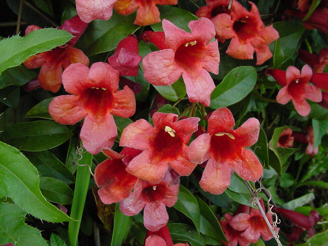 Bignonia – Brushwood Nursery, Clematis Specialists