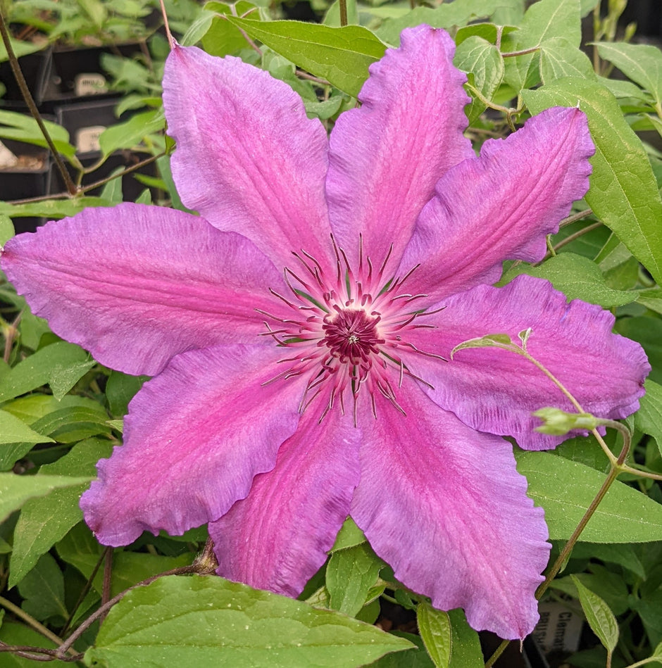 Large Flowered Clematis – Brushwood Nursery, Clematis Specialists